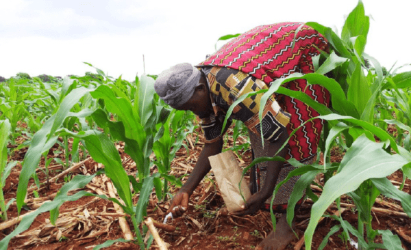 Optimizing Maize Growth: Essential Soil and Fertilizer Requirements ...