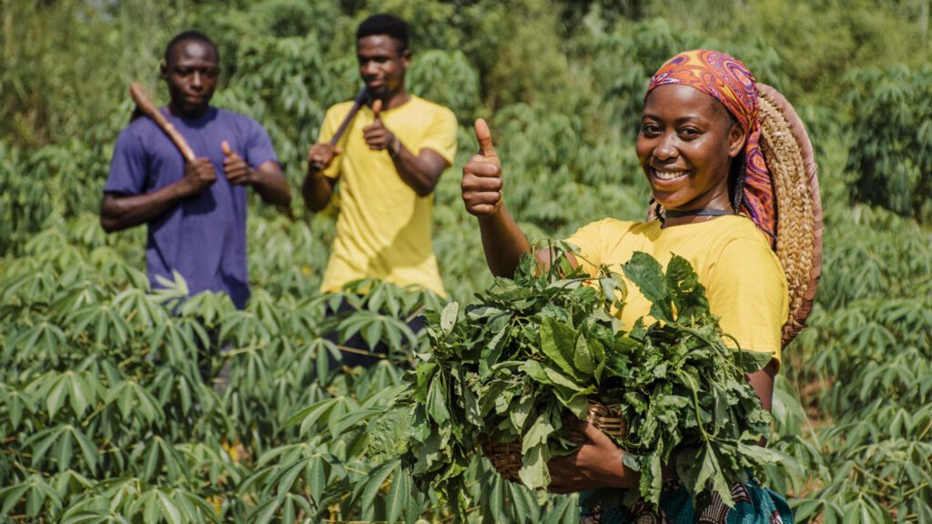 Growing Cassava for a profitable venture. - The Farmer's Journal Africa