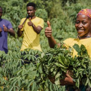 Chilli Farming in Kenya, South Africa, Zambia, and Zimbabwe: A ...