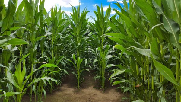 White Maize Production Forecast in Namibia for the 2022 Marketing ...