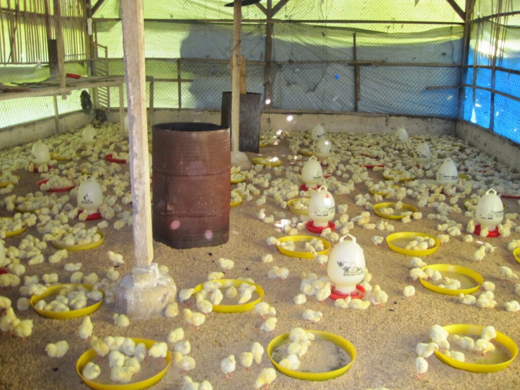 Brooding of Chicks: A Guide for Broiler Farmers - The Farmer's Journal ...