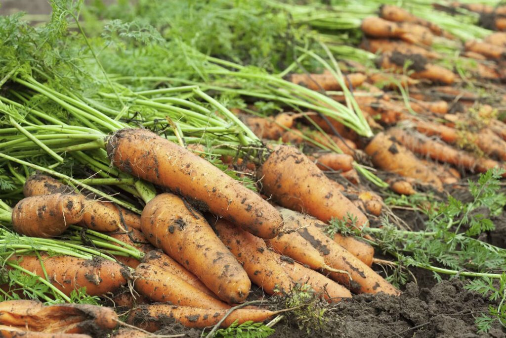Carrot Production - The Farmer's Journal Africa