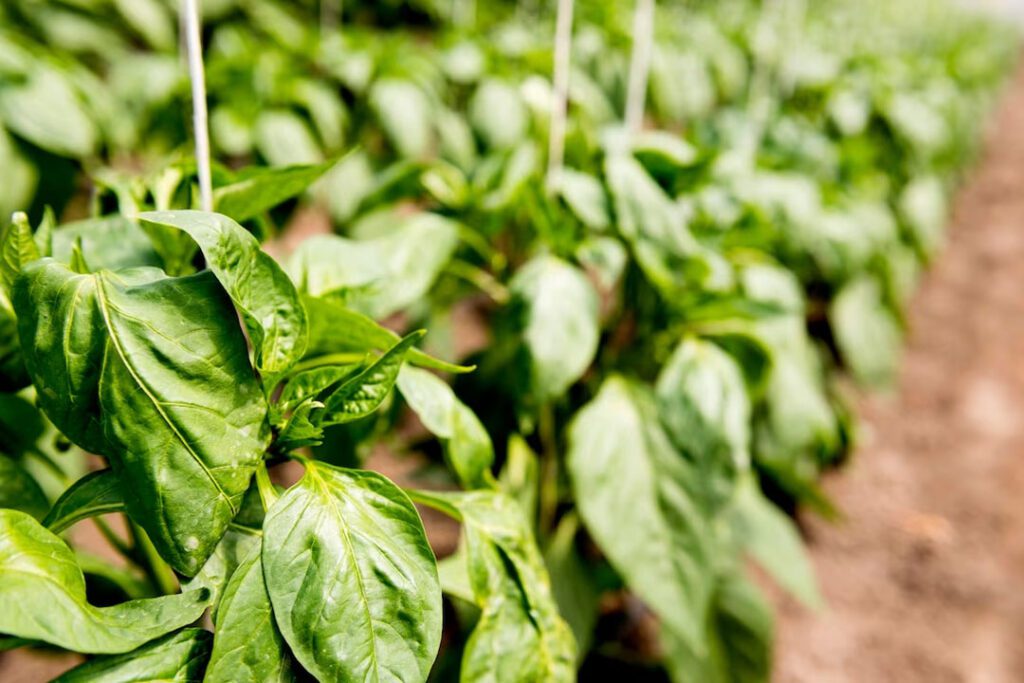 Chilli Farming in Zambia: A Step-by-Step Guide to Growing and ...