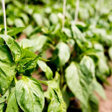 Chilli Farming in Kenya, South Africa, Zambia, and Zimbabwe: A ...