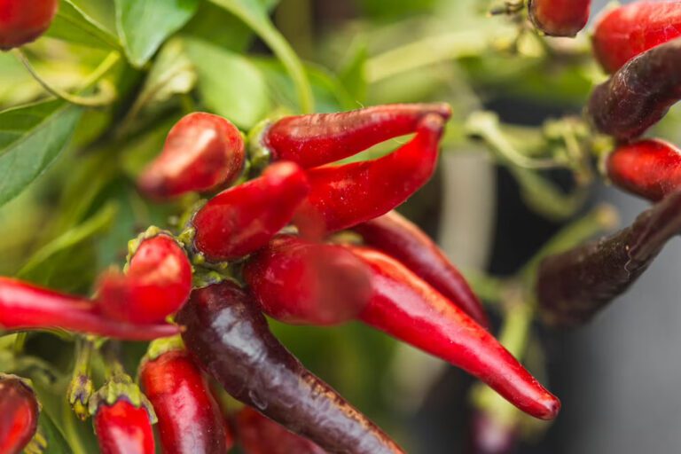 Chilli Farming in Kenya, South Africa, Zambia, and Zimbabwe: A ...