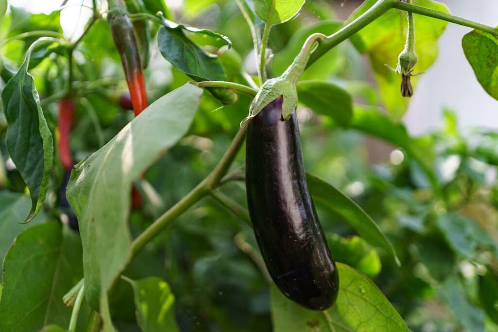 Step-by-Step Guide to Chilli Farming in Kenya: How to Grow and Harvest ...