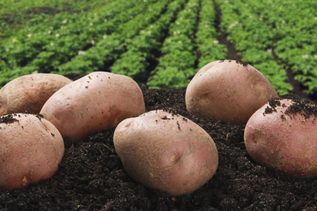 Fertility Management in Potato Farming - The Farmer's Journal Africa