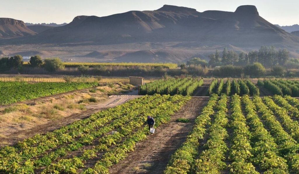 South Africa's Agriculture: Challenges and Opportunities for Growth and ...