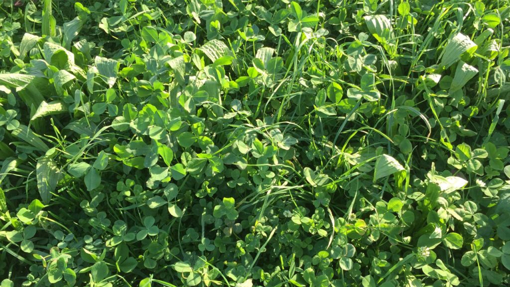 Forage Yield and Quality of Grass-Legume Mixtures under Different ...