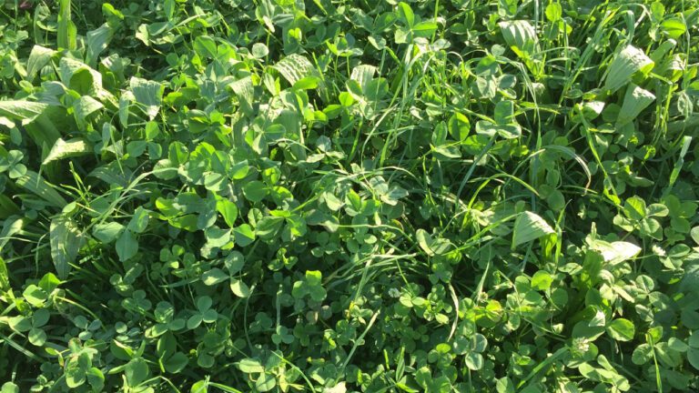 Forage Yield and Quality of Grass-Legume Mixtures under Different ...