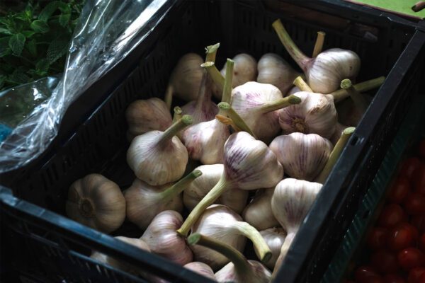 Garlic Farming 101: A Comprehensive Guide for African Farmers to Grow ...