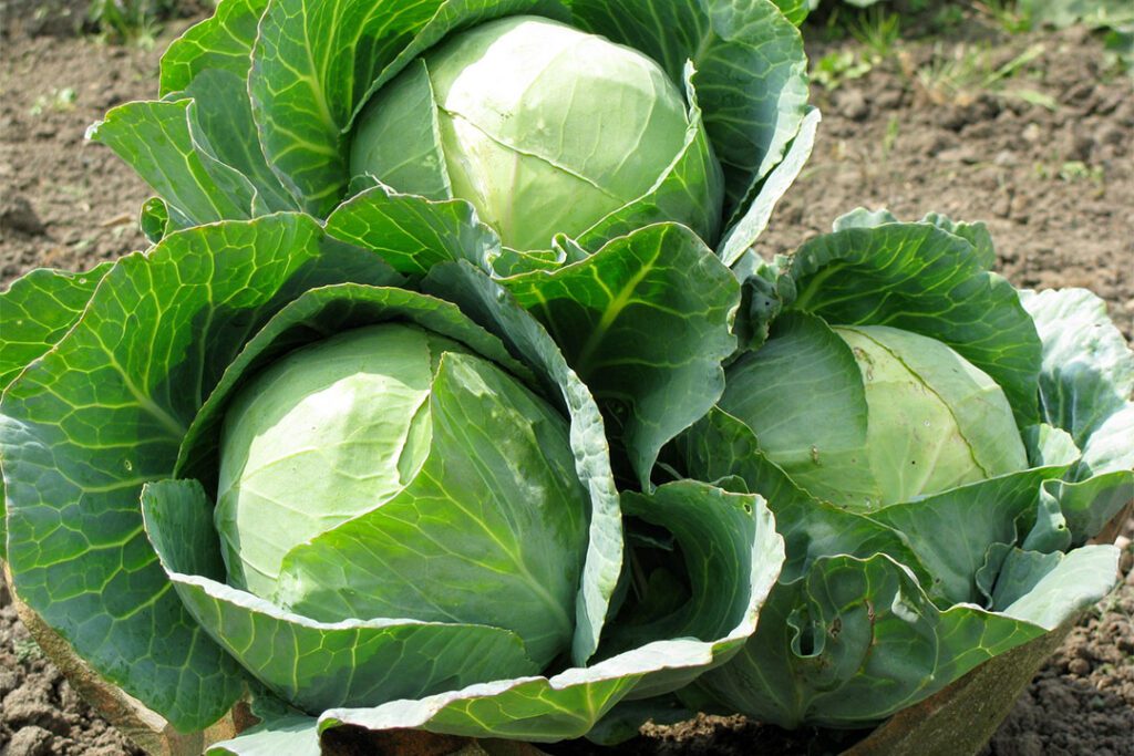 Growing Cabbage in Zimbabwe and Zambia - The Farmer's Journal Africa