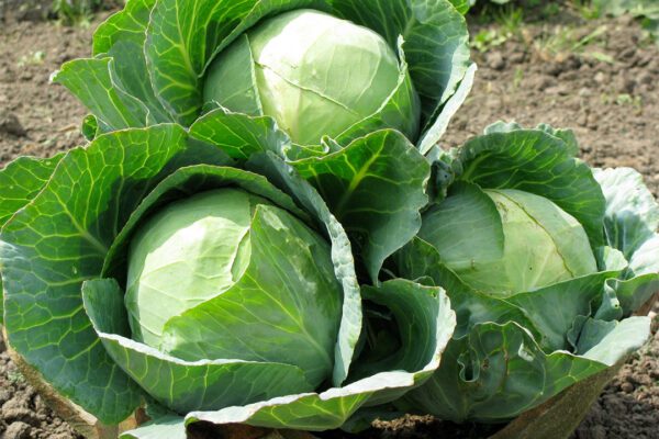 Growing Cabbage in Zimbabwe and Zambia - The Farmer's Journal Africa