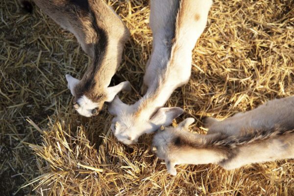 Heartwater Disease in Goats: Symptoms, Prevention, and Treatment. - The ...