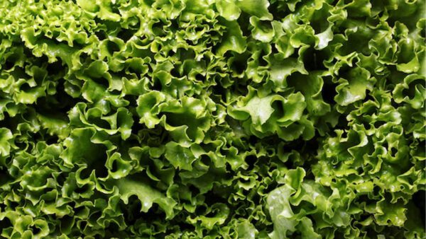 Complete Guide to Successful Kale Farming in Africa: Step-by-Step ...