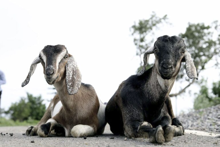 Managing Abscesses in Goats: Symptoms, Prevention, and Treatment. - The ...