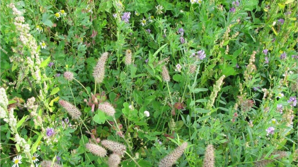 Maximizing Yield and Nutritive Value: Evaluating Forage Legumes in ...