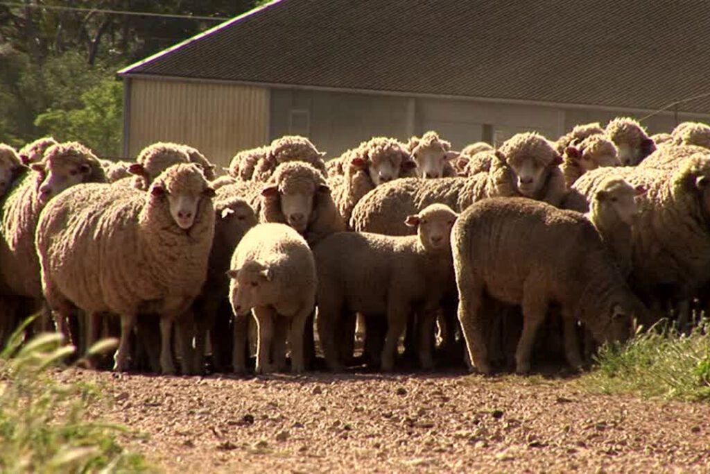 Sheep Production - The Farmer's Journal Africa