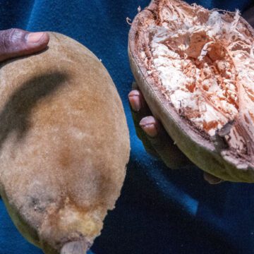 Broccoli Production Guide - The Farmer's Journal Africa