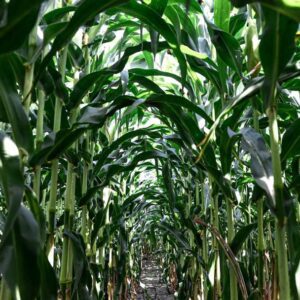 Chilli Farming in Kenya, South Africa, Zambia, and Zimbabwe: A ...