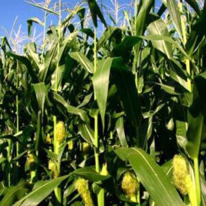 Chilli Farming in Kenya, South Africa, Zambia, and Zimbabwe: A ...