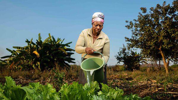 Zimbabwe Takes Steps to Incorporate Biodiversity into Agriculture for ...