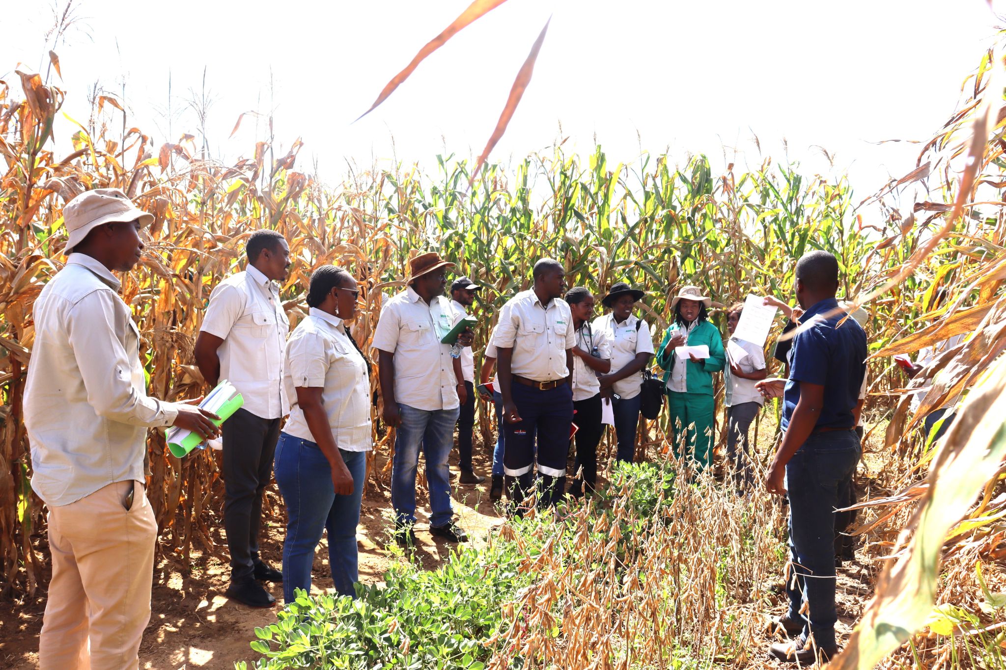 The NAB/UNAM Seed Research Project Collaborates with Zambia Seed ...