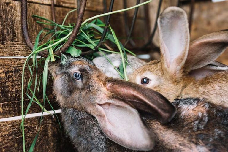 Hopping into Success: A Comprehensive Guide to Rabbit Farming for ...