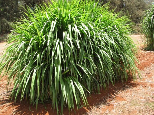 Napier Grass: The Nutritious and Versatile Forage Crop for Livestock ...