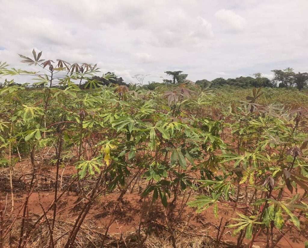 Zambia's Cassava Root Rot Outbreak Threatens Food Security. - The ...