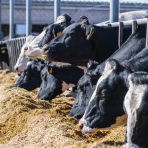 Golden Harvest: A Comprehensive Guide to Butternut Farming in Africa ...