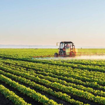 Golden Harvest: A Comprehensive Guide to Butternut Farming in Africa ...