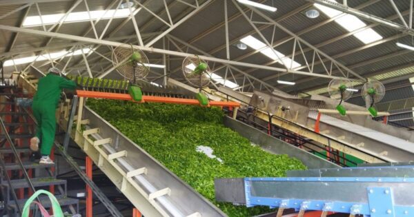 Kenyan Tea Processor Rukuriri Tea Factory Invests $2.1M in State-of-the ...