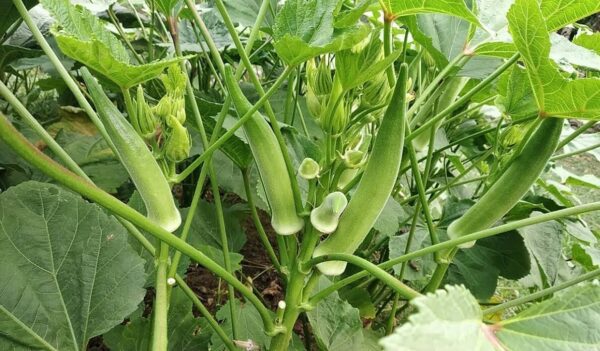 Okra Production Guide - Step by Step. - The Farmer's Journal Africa
