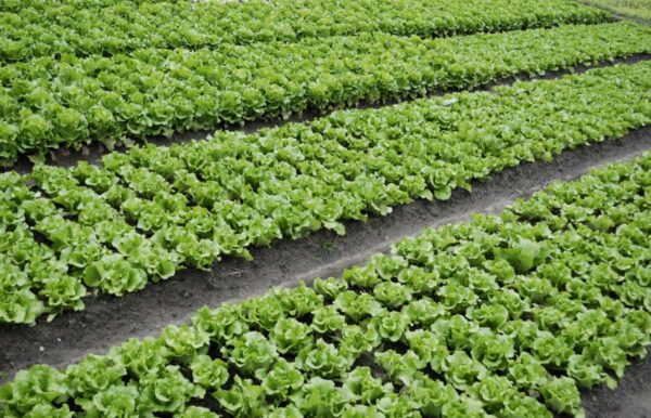Step-by-Step Guide to Lettuce Farming. - The Farmer's Journal Africa