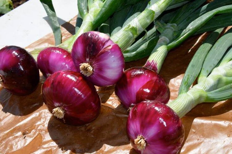 Cash Crops - The Farmer's Journal Africa