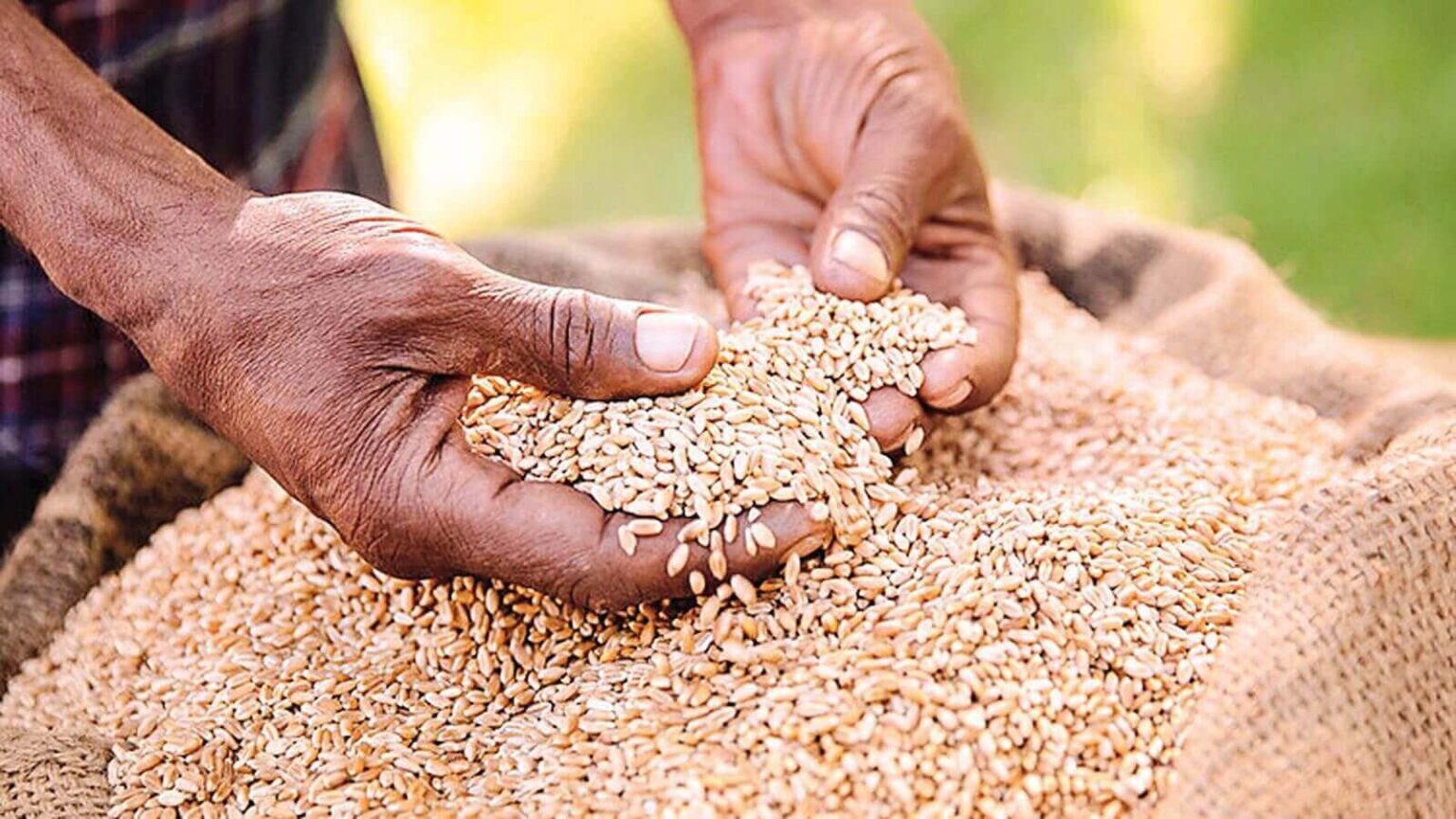Revitalizing Tanzania's Barley Industry: Multibillion-Shilling ...