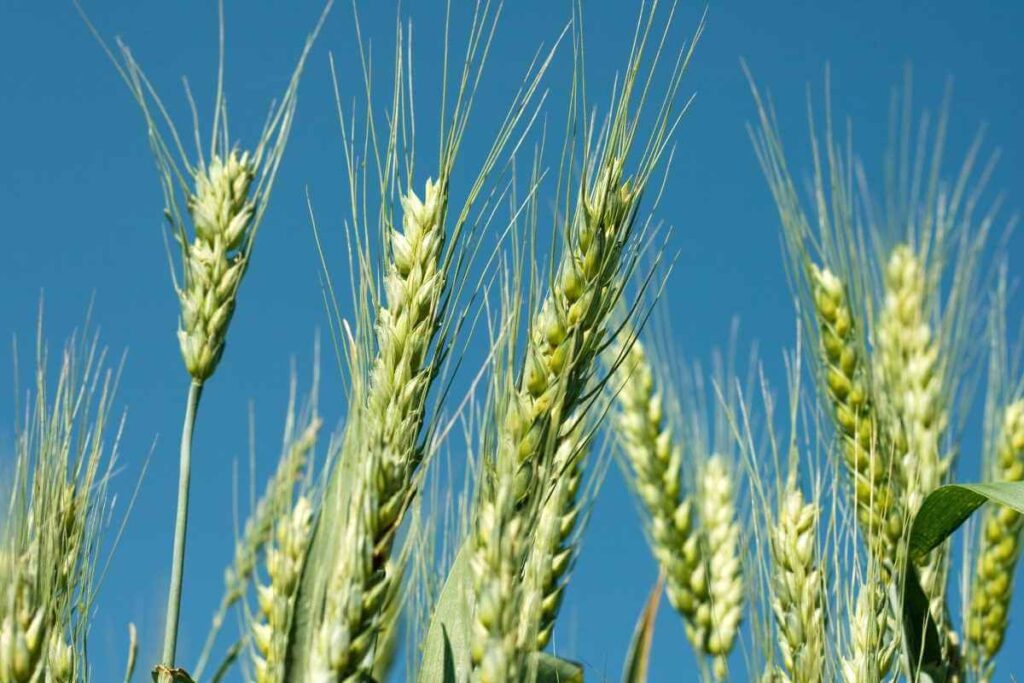 Wheat Farming in Africa: A Comprehensive Guide to Favorable Regions and ...