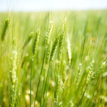 Golden Harvest: A Comprehensive Guide to Butternut Farming in Africa ...