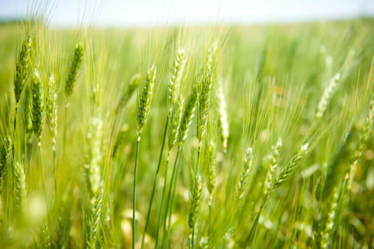 Wheat Varieties in Africa: A Comprehensive Guide to Selecting the Right ...