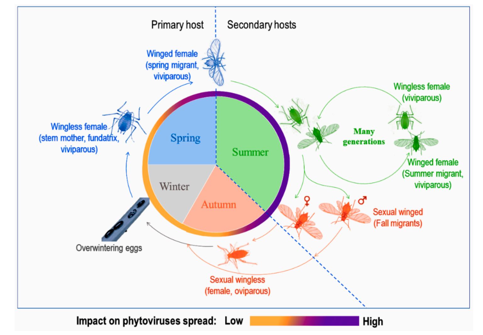 Aphid-Transmitted Plant Diseases: Understanding the Risks and ...
