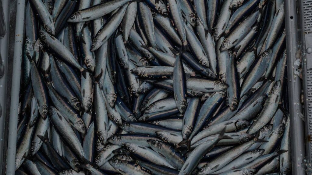 WTO Fisheries Subsidies Agreement Enters into Force on September 15 ...