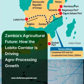 Chilli Farming in Kenya, South Africa, Zambia, and Zimbabwe: A ...